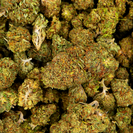 Fleurs CBD Lemonade en Sachets - Le Best-Seller Citronné